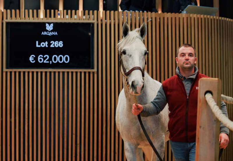 Actualités - Haras de Beaumont